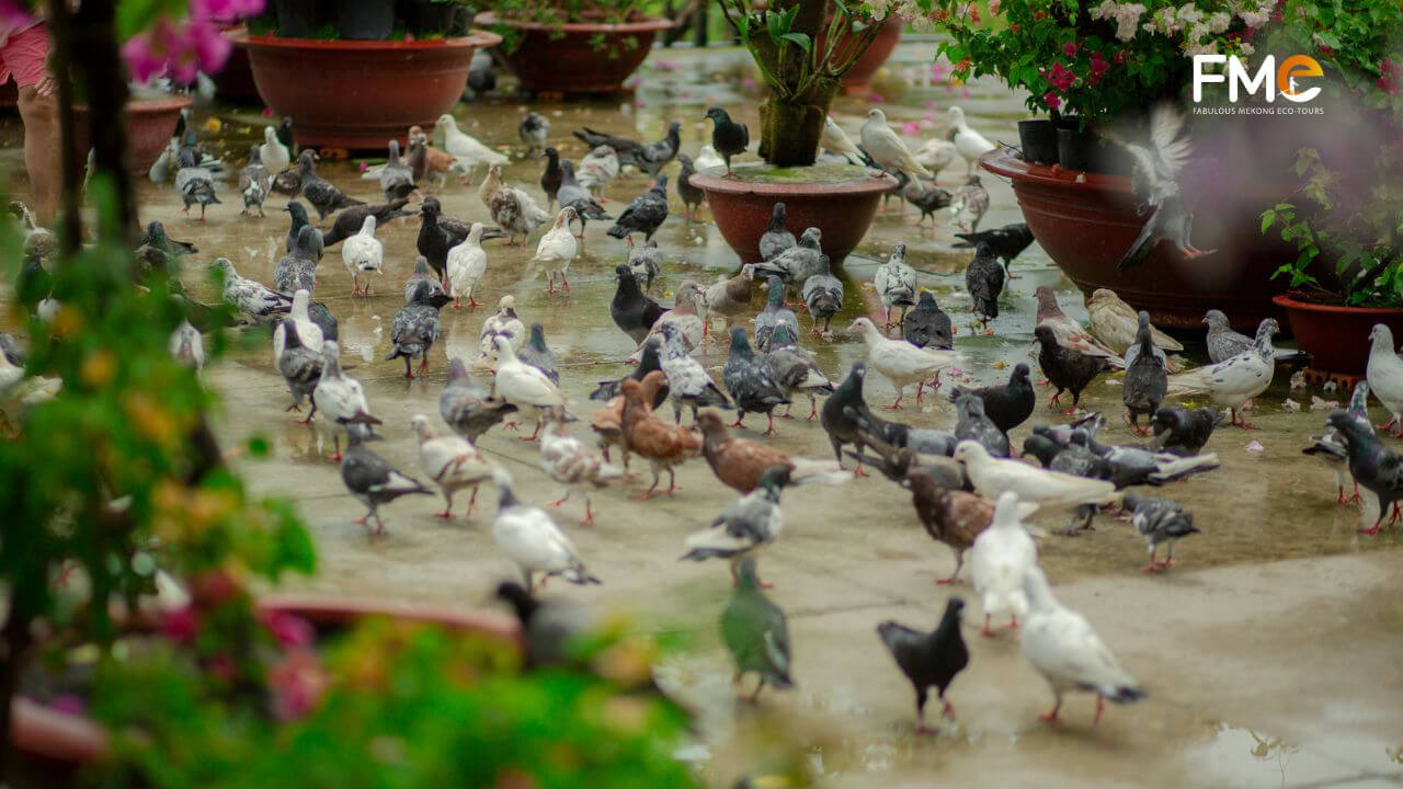 Photos in Tra Su cajuput forest: Impressive ecological