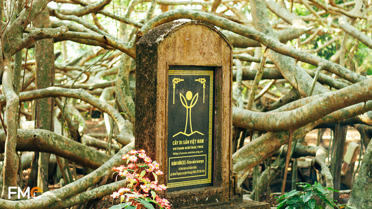 Images of Gian Gua tree in Can Tho: A centuries-old tree